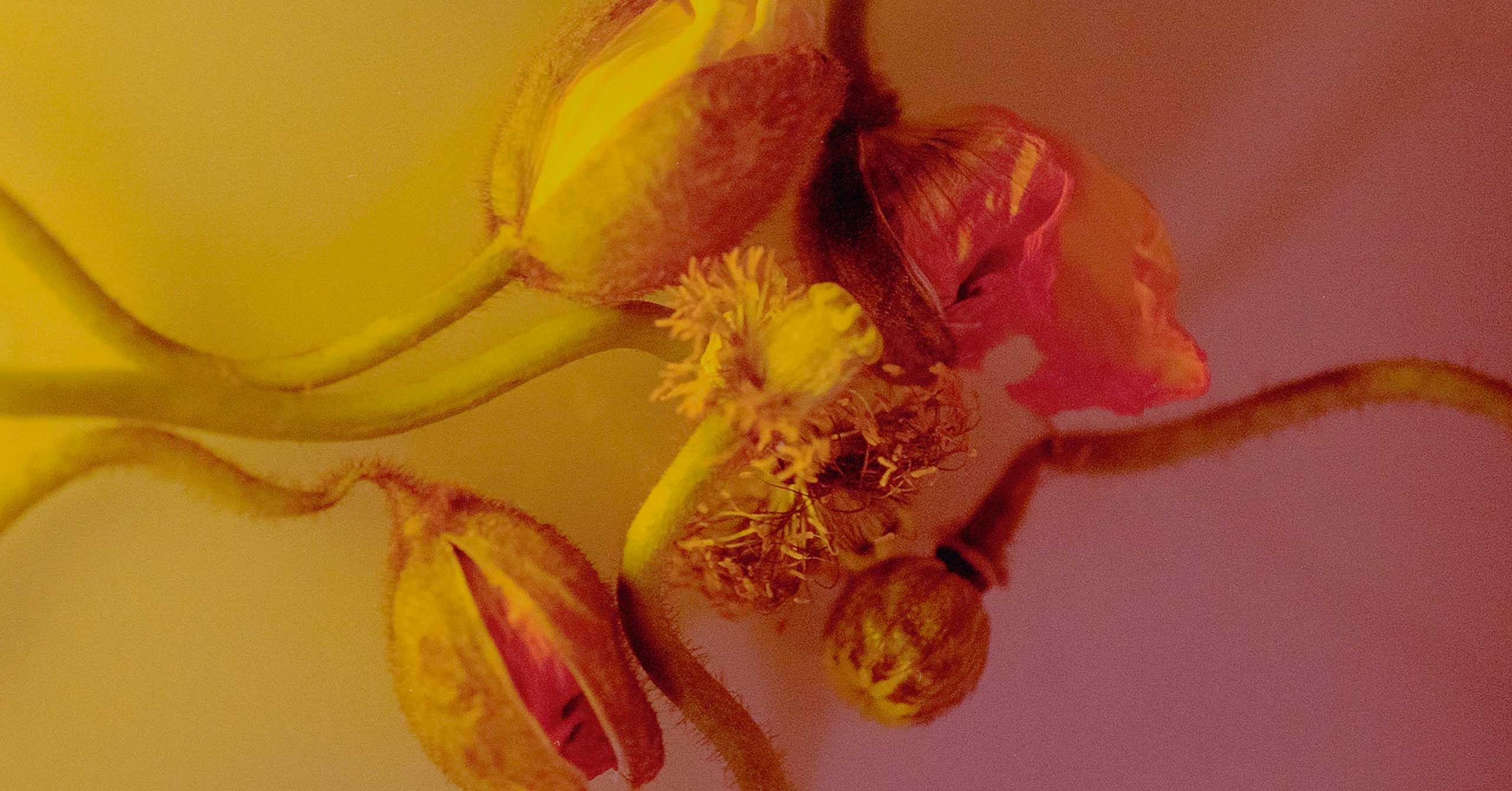 How Are “Natural” Beauty Products Developed? The Answer Is Not As Easy ...